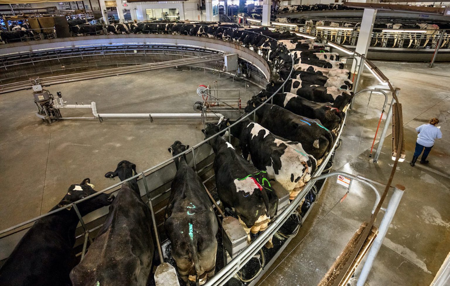 Dairy Farming: What Is It? And How Does a Dairy Farm Work? - GenV