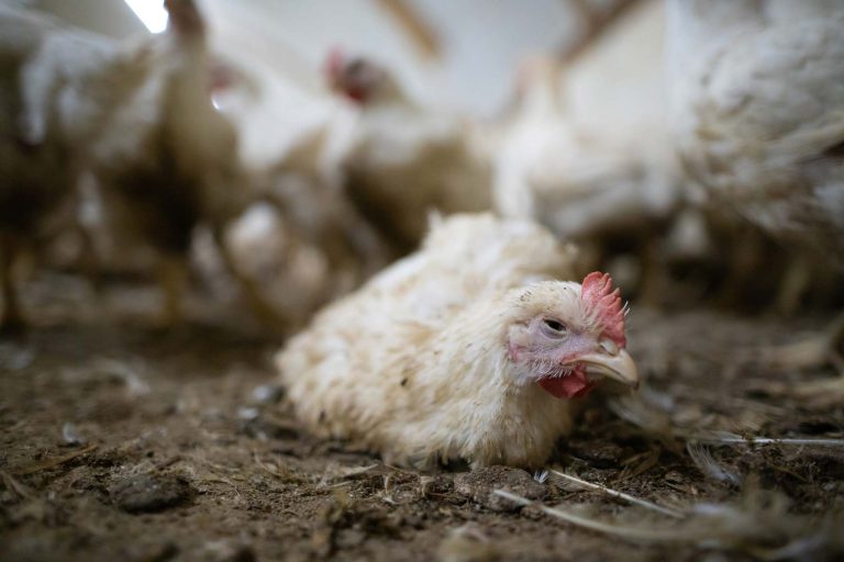 Do Humans Need Meat? Reasons Why You Shouldn't Eat Meat - GenV